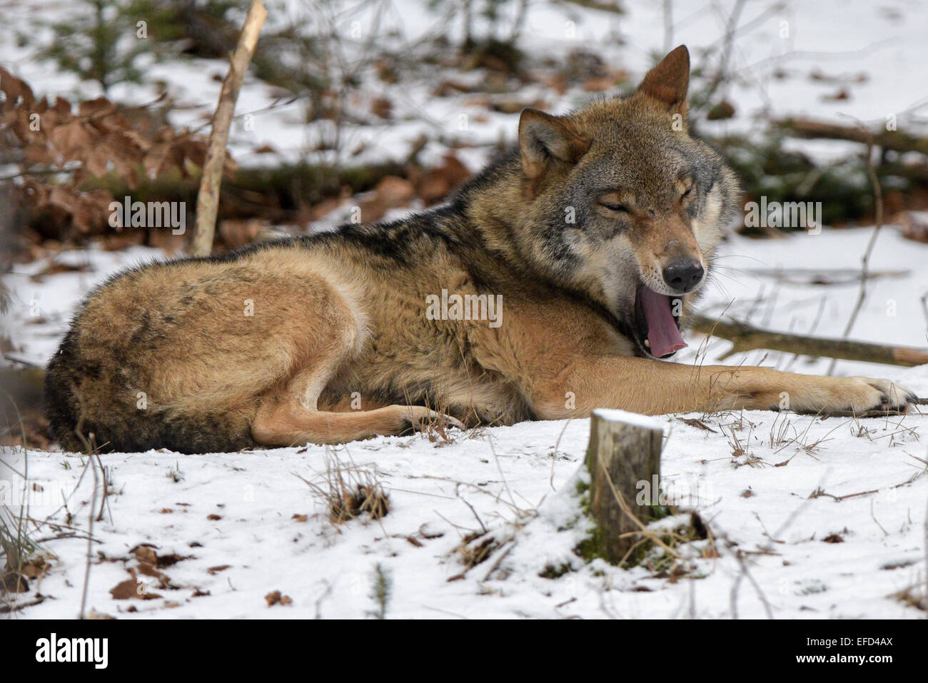 Timber wolf canis lupus howling hi-res stock photography and images - Alamy
