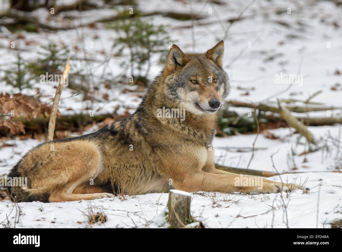Wolf, Canis lupus Stock Photo - Alamy