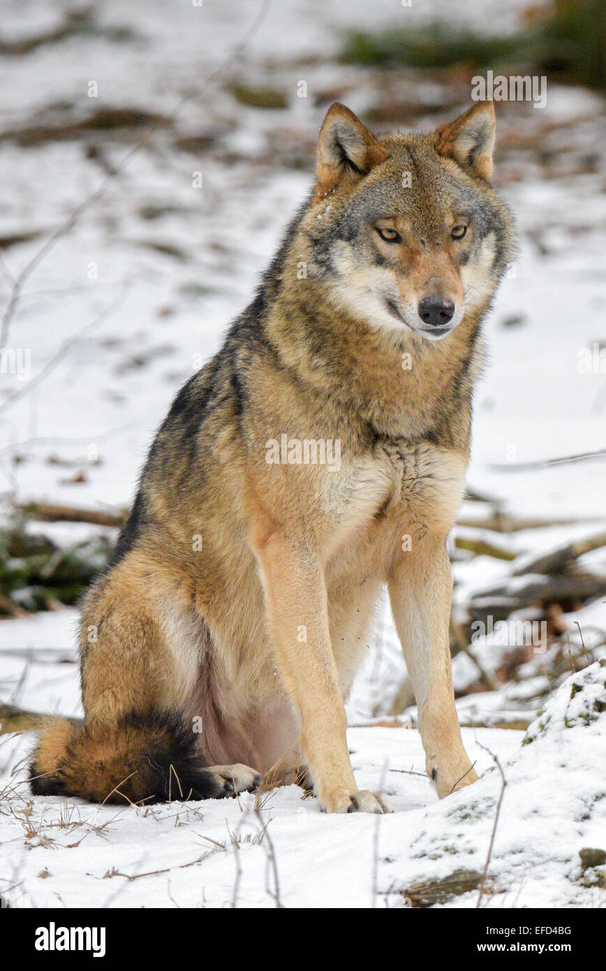 Wolf, Canis lupus Stock Photo - Alamy
