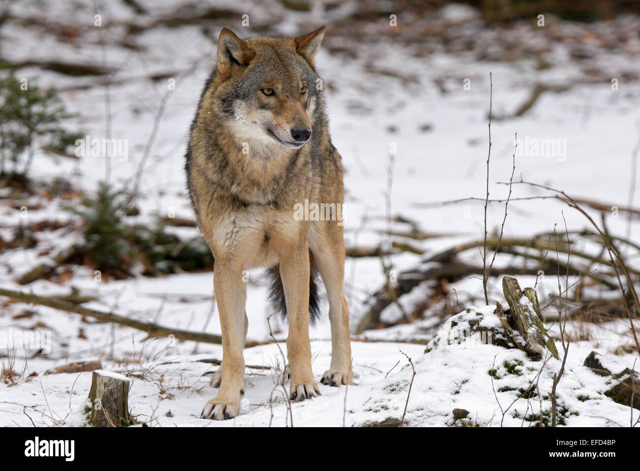 Wolf, Canis lupus Stock Photo - Alamy