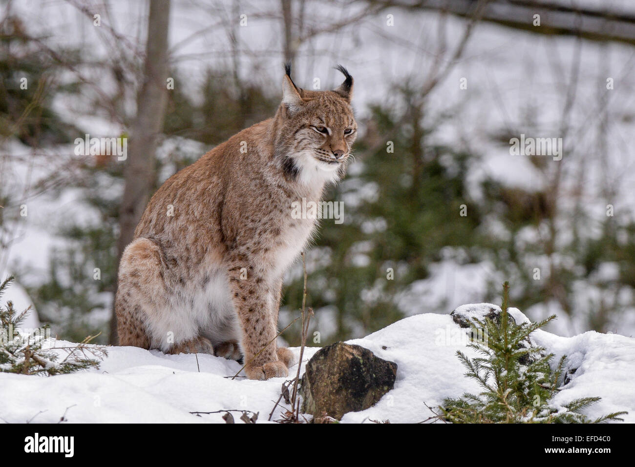 Luchs lynx hi-res stock photography and images - Alamy