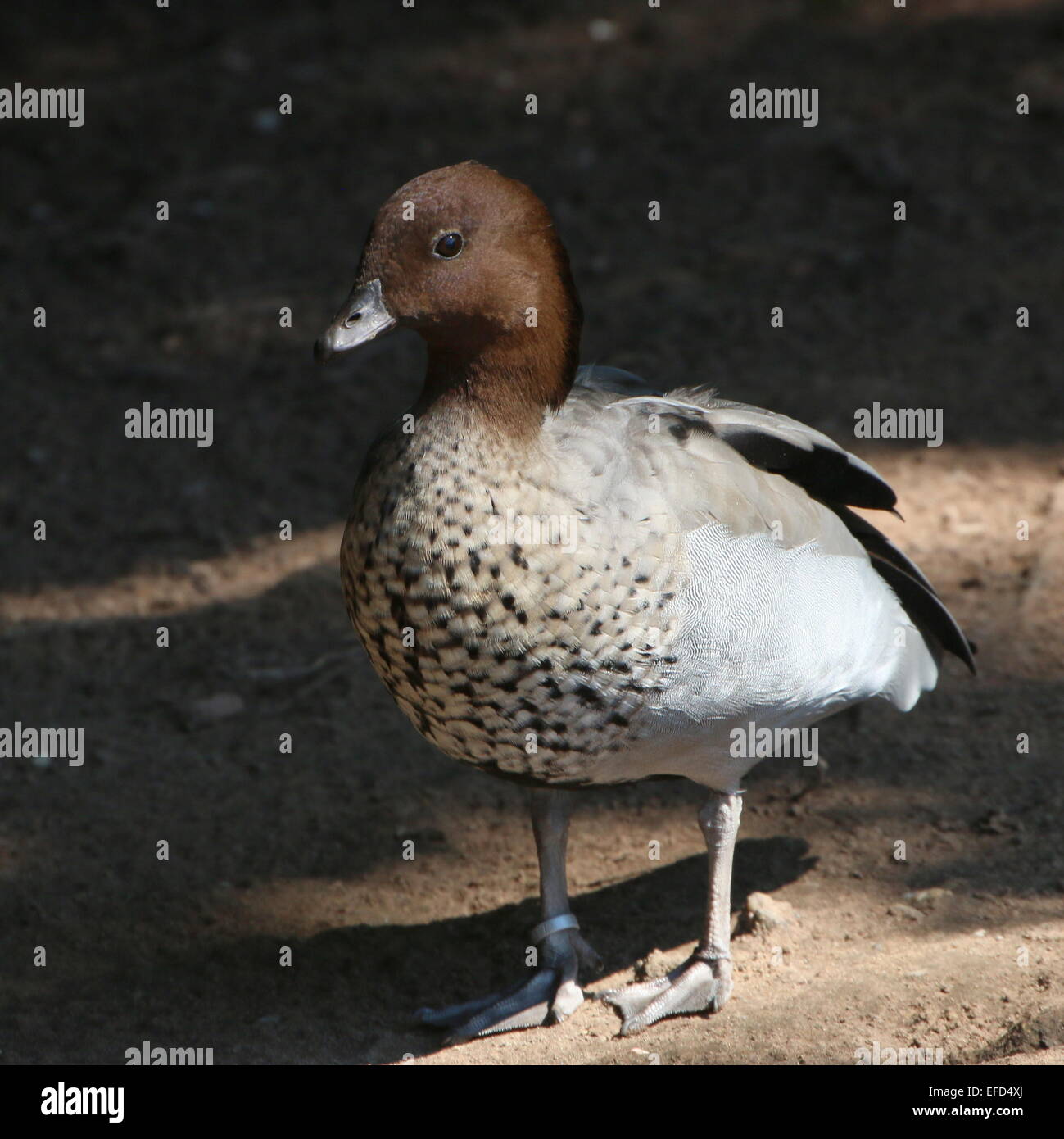 Male Australian wood duck a.k.a maned goose (Chenonetta jubata) in ...