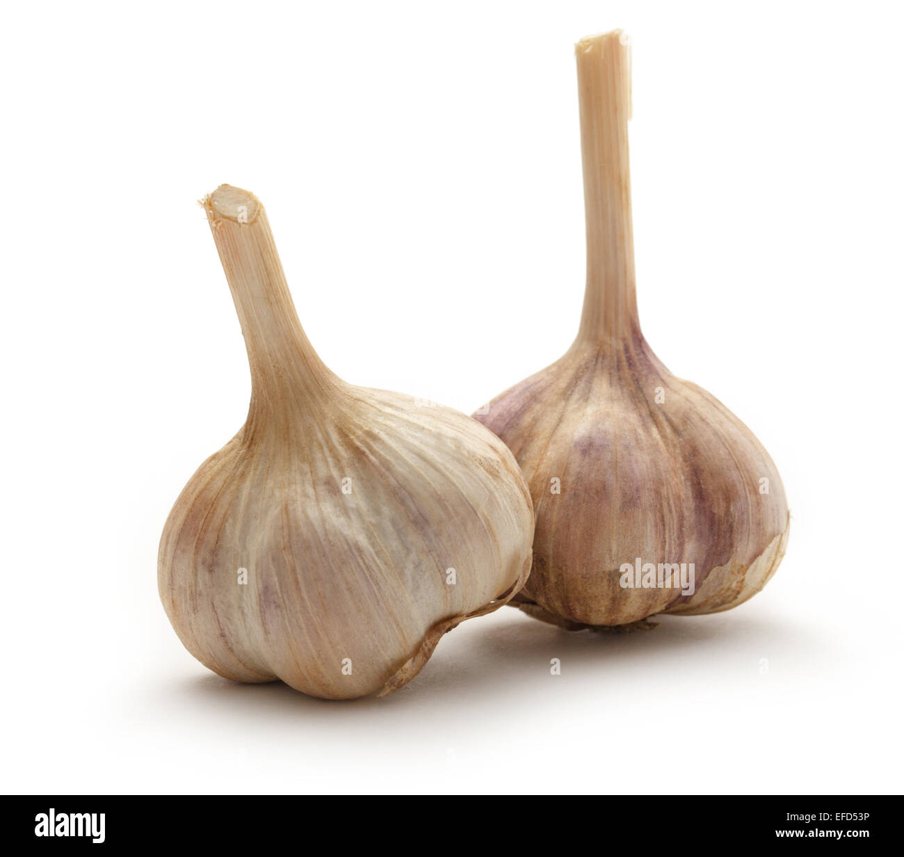 White garlic bulbs on white background in closeup Stock Photo - Alamy