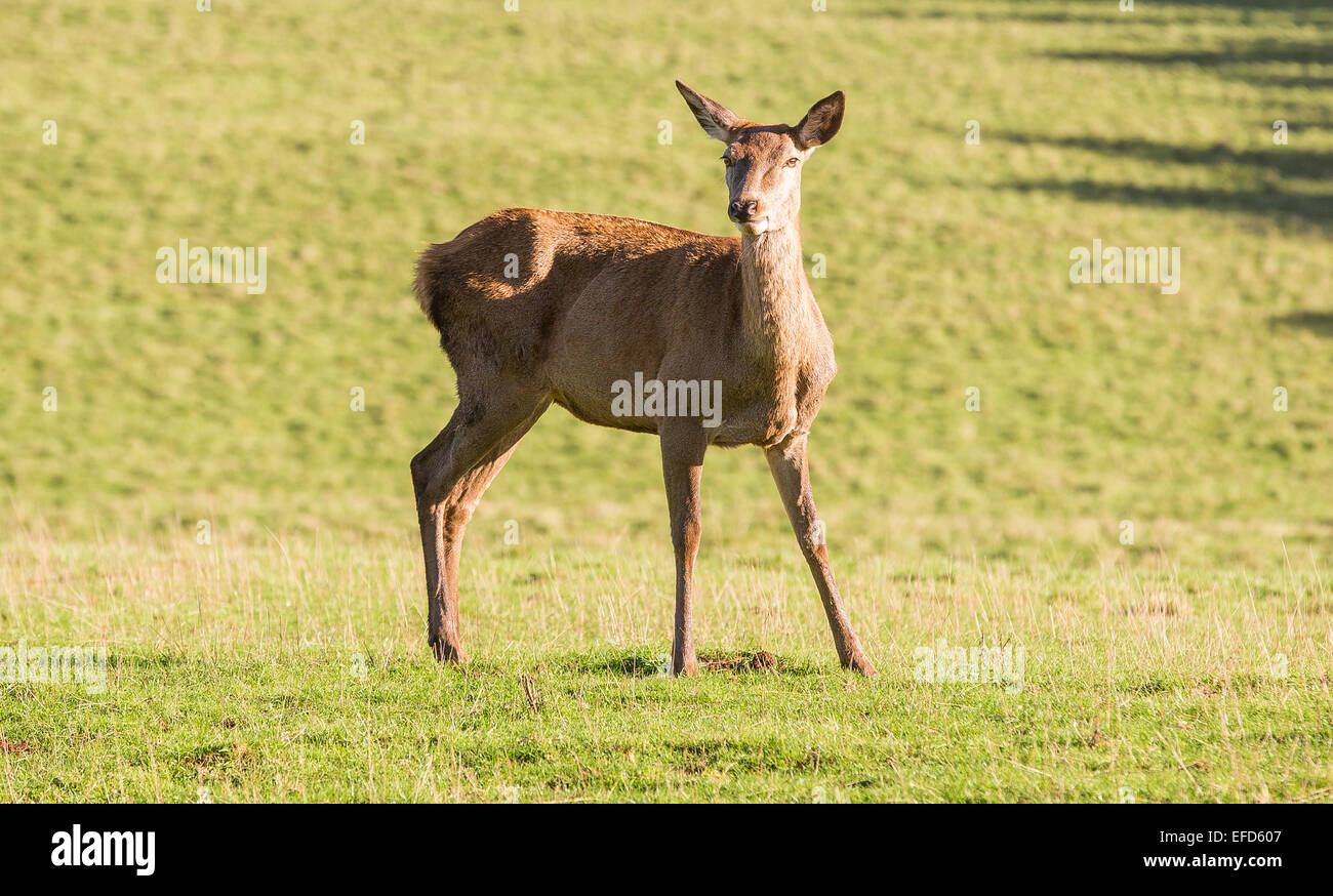 Ashton court deer hi-res stock photography and images - Alamy
