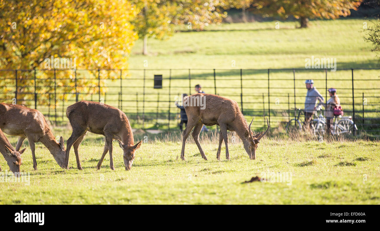 People watch the deer on the Ashton Court Estate in Bristol on a sunny ...