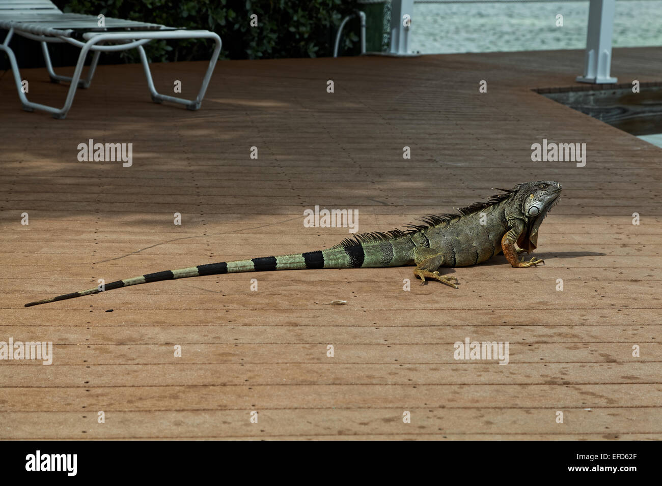 Adult Green Iguana – aka Iguana iguana Stock Photo - Alamy