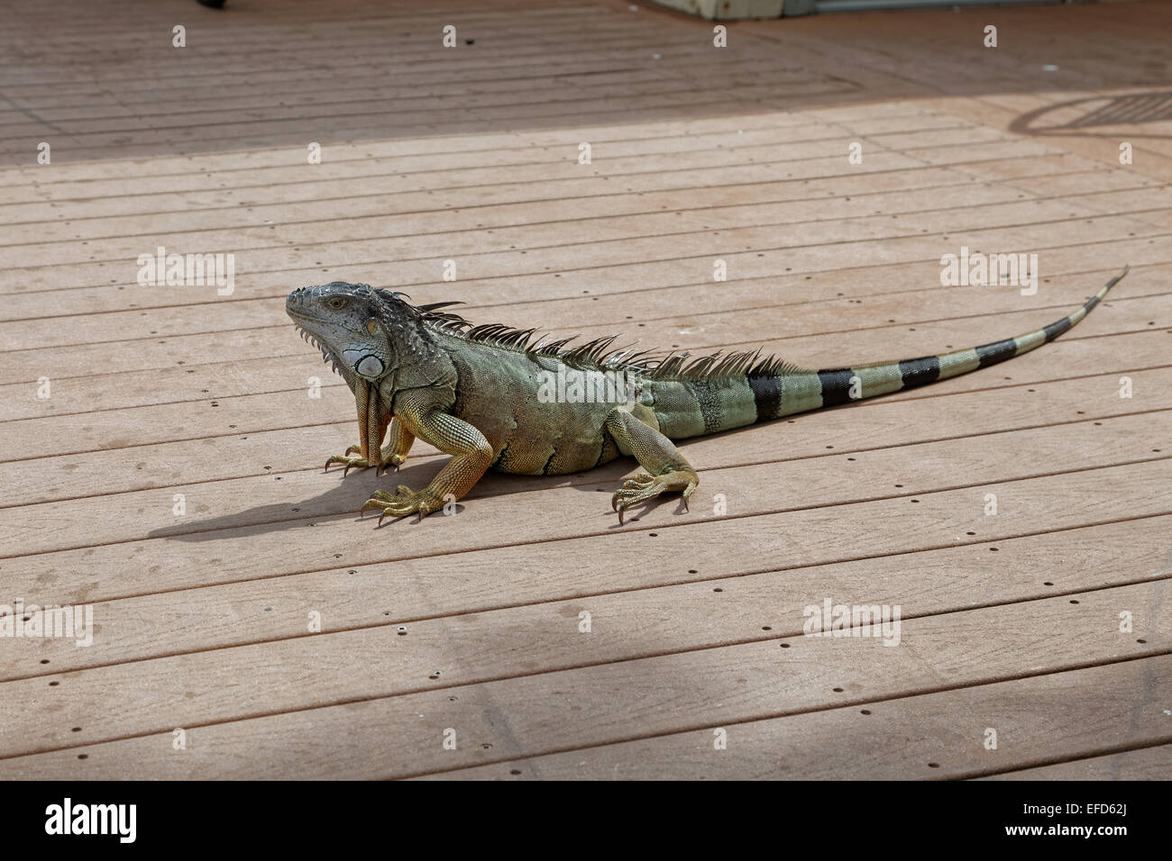 Adult Green Iguana – aka Iguana iguana Stock Photo - Alamy