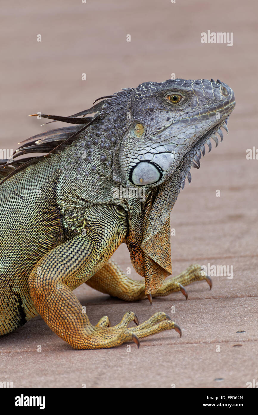 Adult Green Iguana – aka Iguana iguana - head and shoulders portrait ...