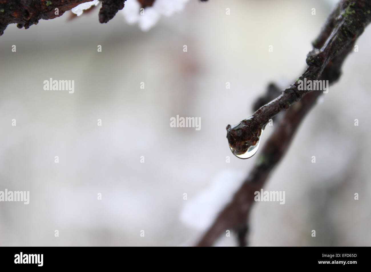 Winter drop attached on branch Stock Photo - Alamy