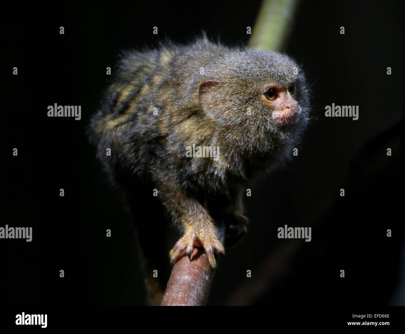 South American Pygmy marmoset (Callithrix pygmaea, Cebuella pygmaea ...