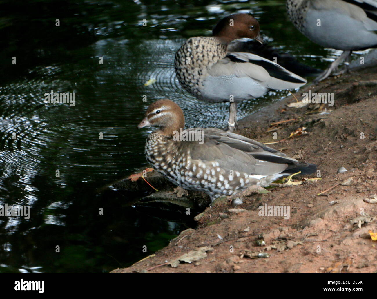 Male and female Australian wood duck a.k.a maned goose (Chenonetta ...