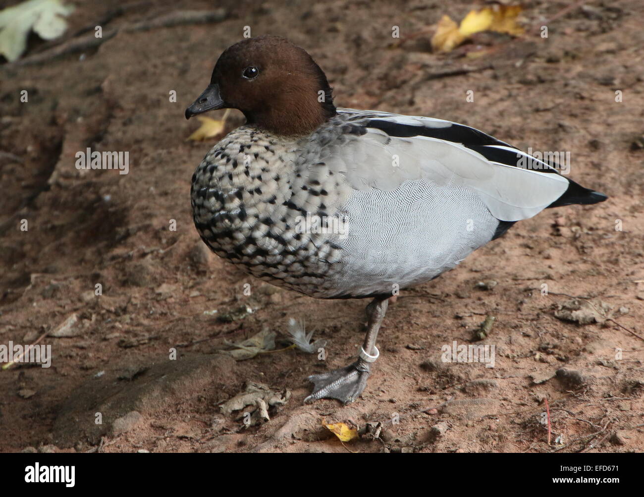 Male Australian wood duck a.k.a maned goose (Chenonetta jubata) in ...