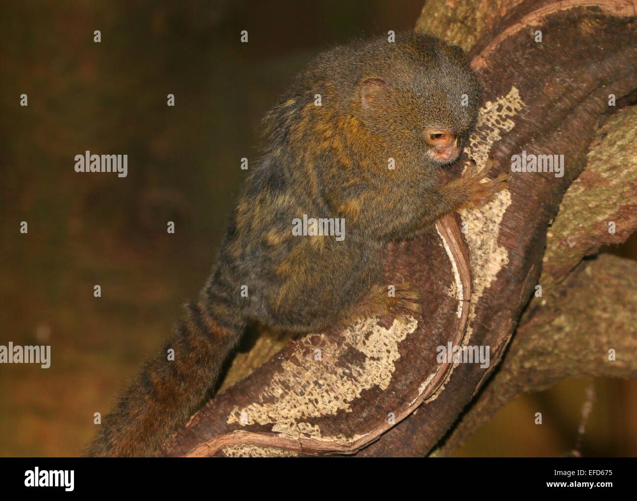South American Pygmy marmoset (Callithrix pygmaea, Cebuella pygmaea ...