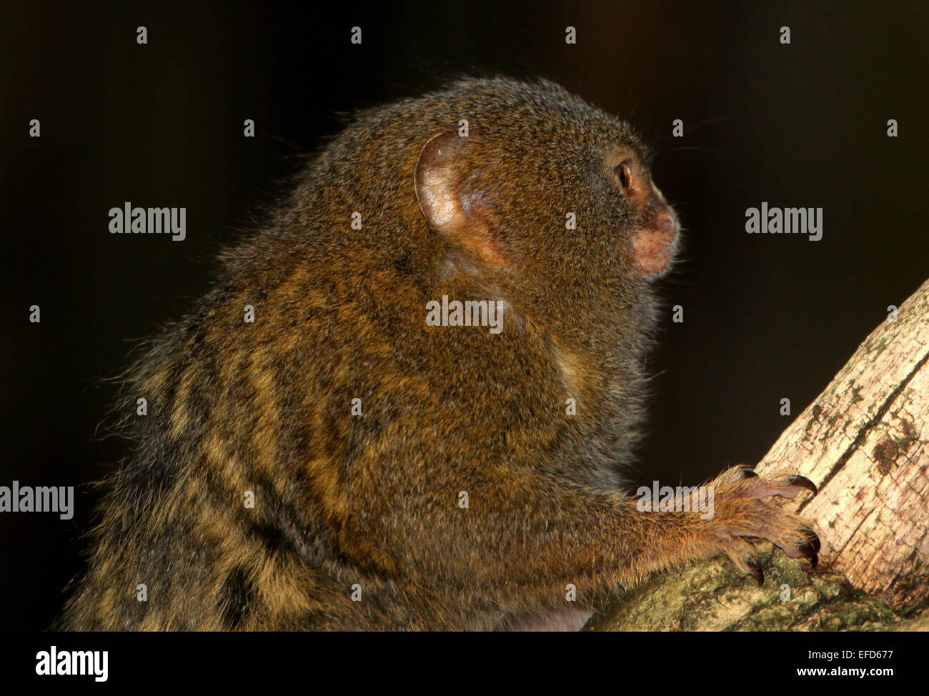 Ouistiti nain hi-res stock photography and images - Alamy