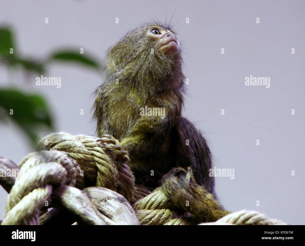 South American Pygmy marmoset (Callithrix pygmaea, Cebuella pygmaea ...
