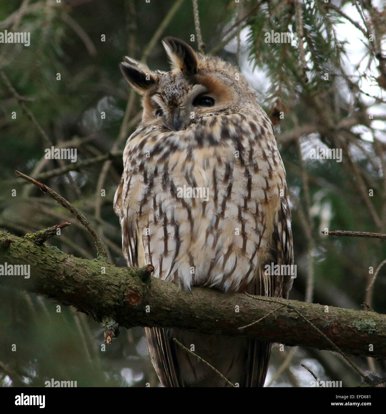 Tufted eared owl hi-res stock photography and images - Alamy