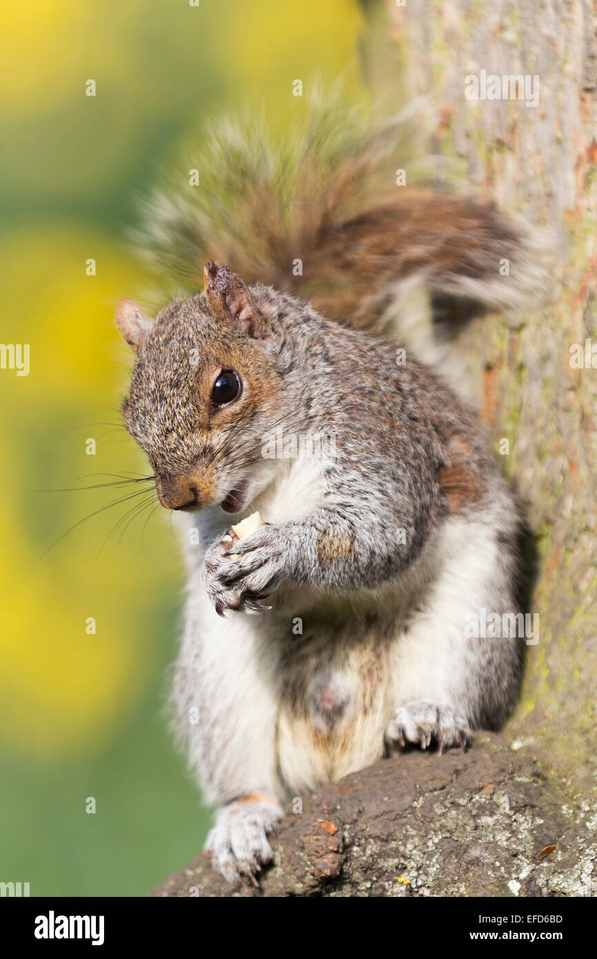 Male squirrel hi-res stock photography and images - Alamy