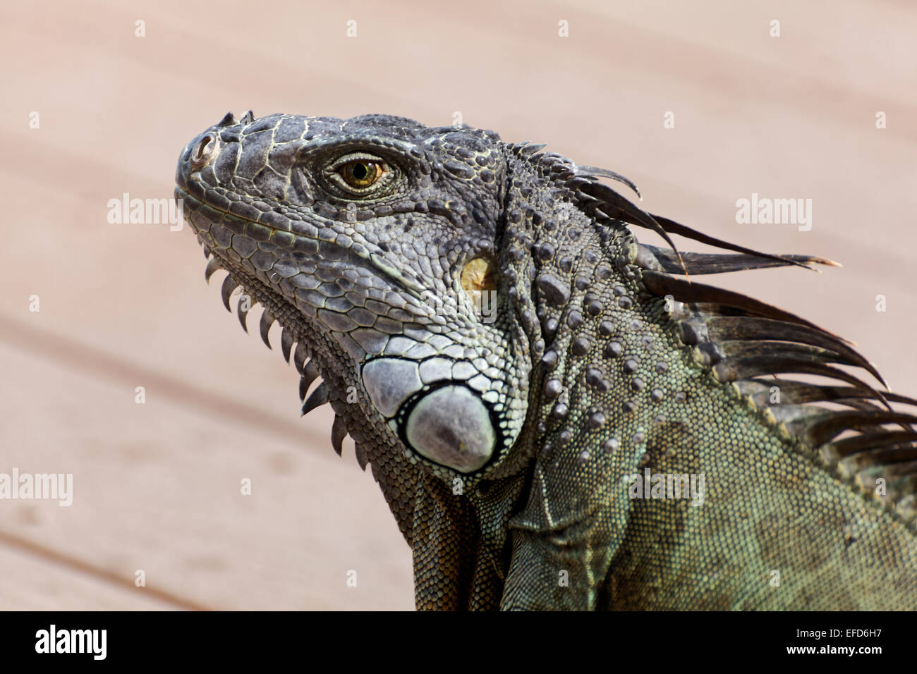 Adult Green Iguana – aka Iguana iguana - head and shoulders portrait ...