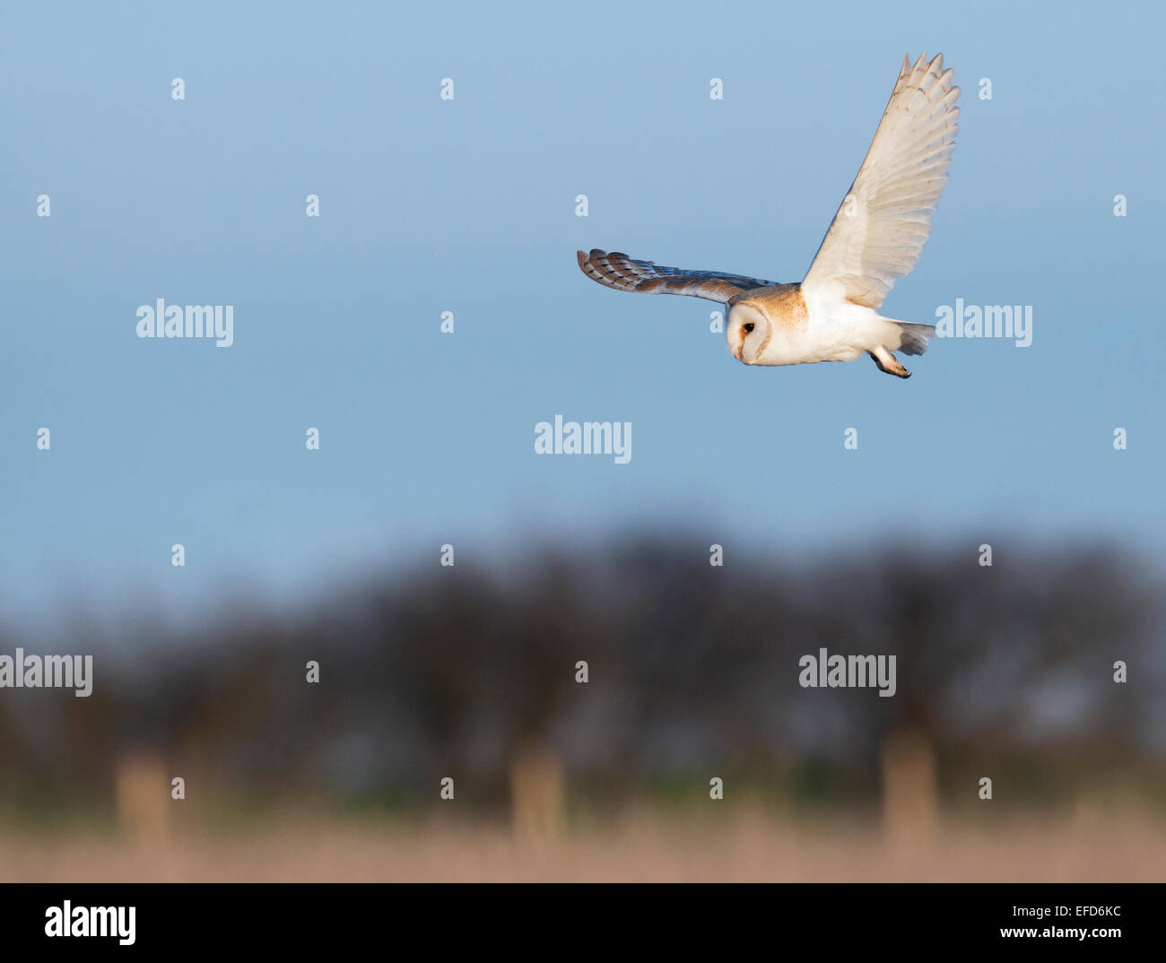Wild Barn Owl Tyto Alba hunting over Norfolk grasslands Stock Photo - Alamy