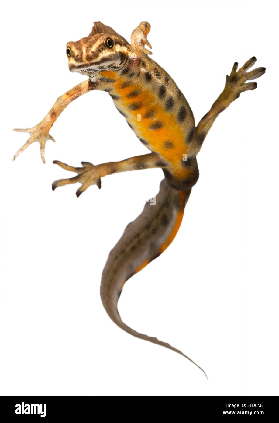 Newts and uk Cut Out Stock Images & Pictures - Alamy