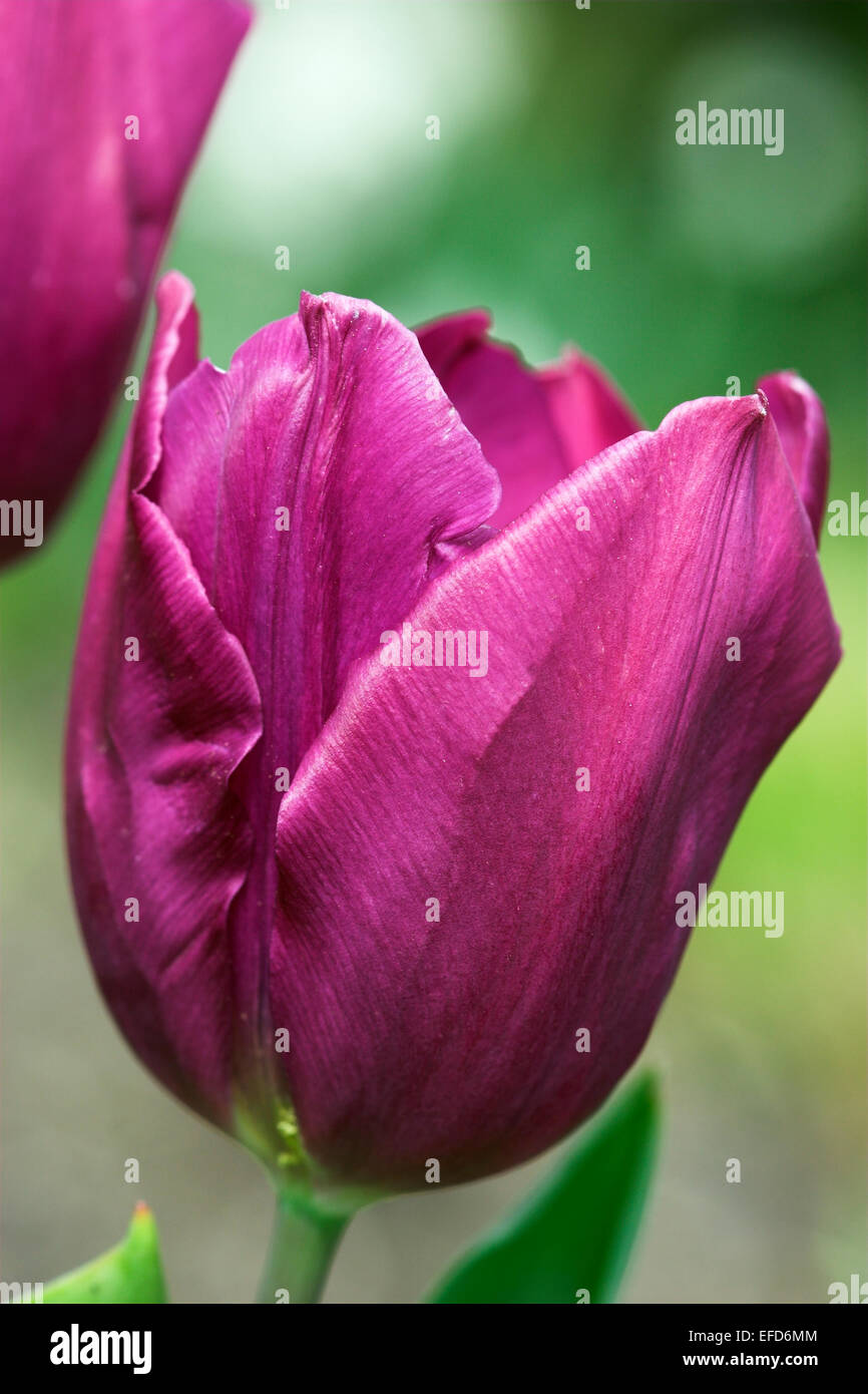 Tulipa 'Purple Prime' Stock Photo - Alamy