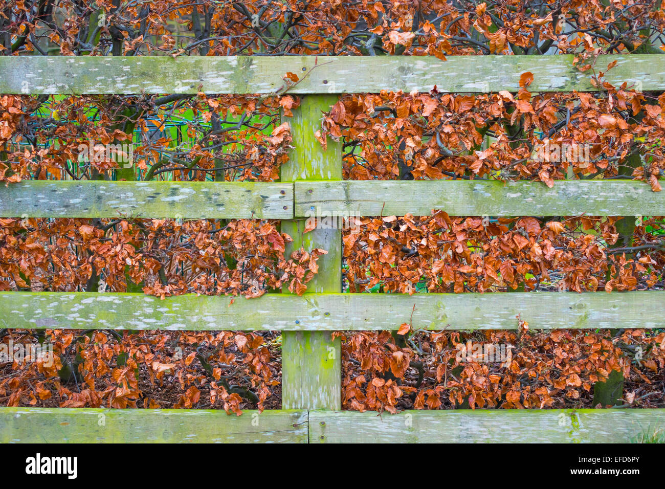 Beech hedge hi-res stock photography and images - Alamy