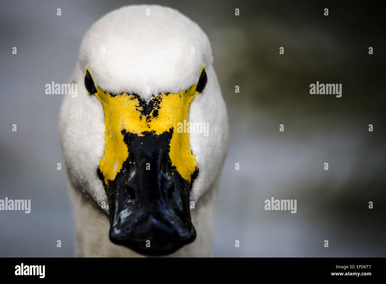Berwick swan uk hi-res stock photography and images - Alamy