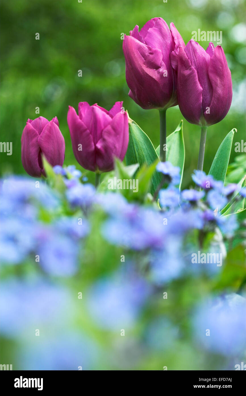 Tulipa 'Purple Prime' with Omphalodes cappadocica 'Cherry Ingram ...