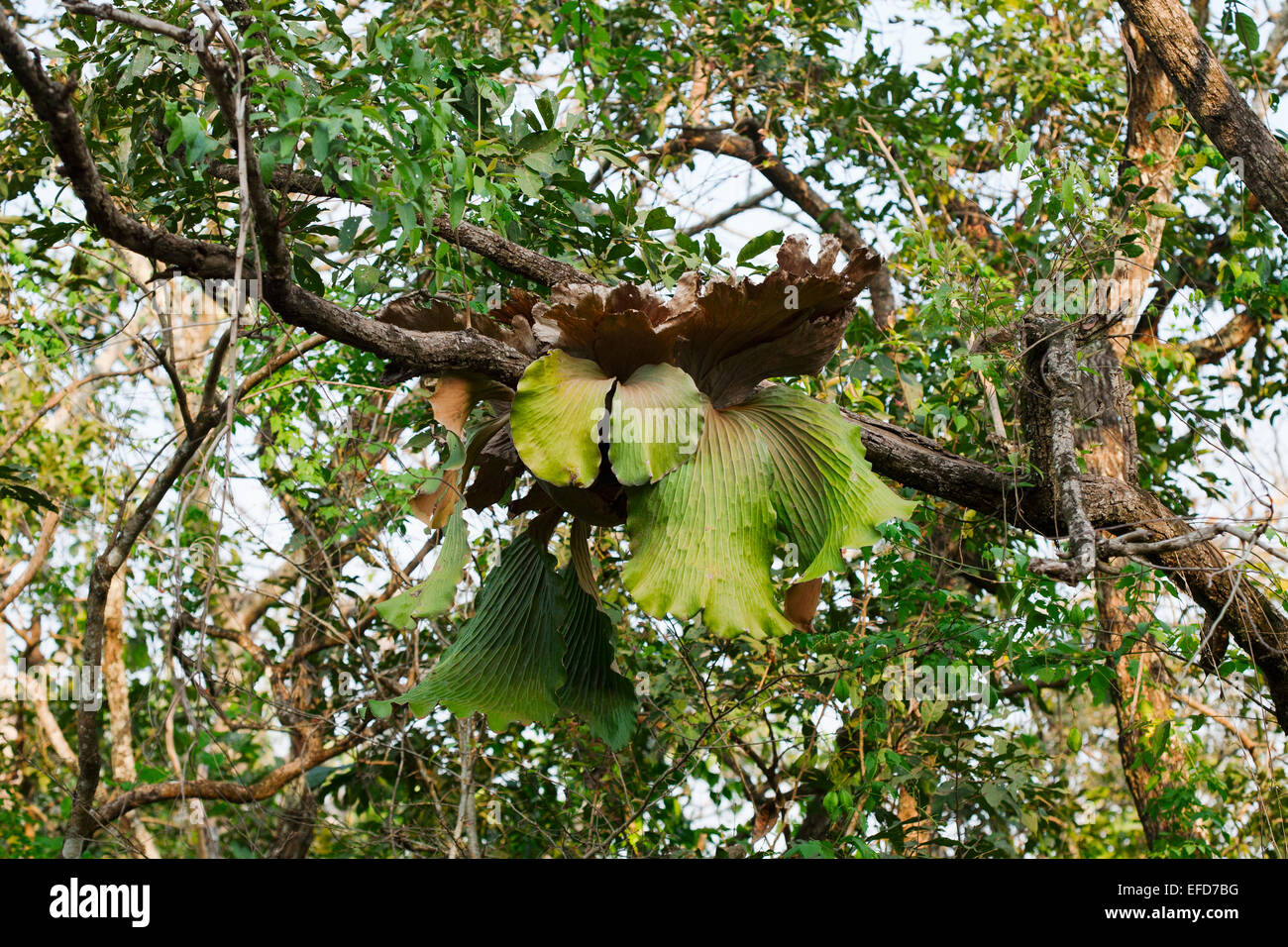 Cabbage or Elephant Stag Fern (Platycerium elephantotis) Budongo Forest ...