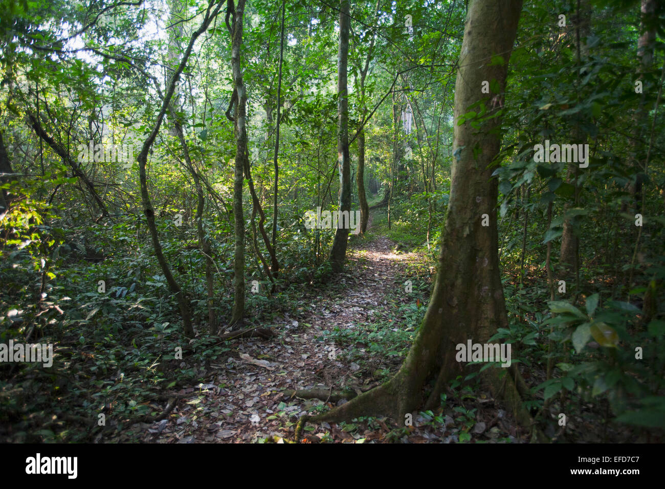 Semi-deciduous tropical rain forest, Budongo Forest Reserve, Uganda ...