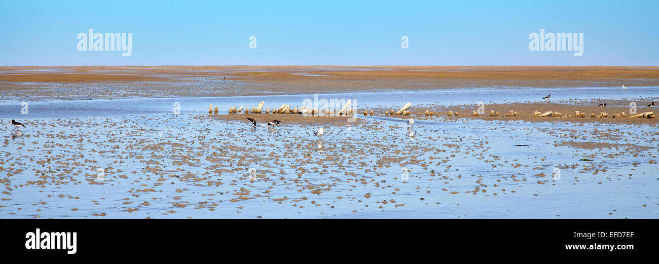 Danish wadden sea national park Stock Photo - Alamy