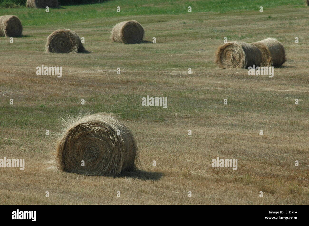 Hay laying in field Stock Photo - Alamy