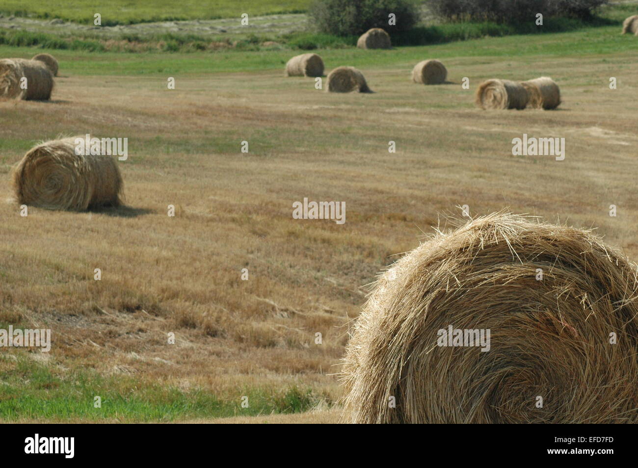 Harvest scenes hi-res stock photography and images - Alamy