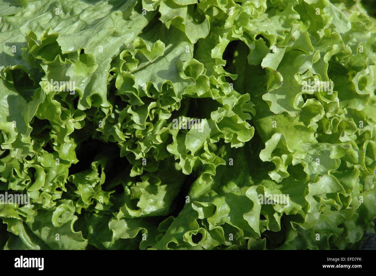 Organic lettuce hi-res stock photography and images - Alamy