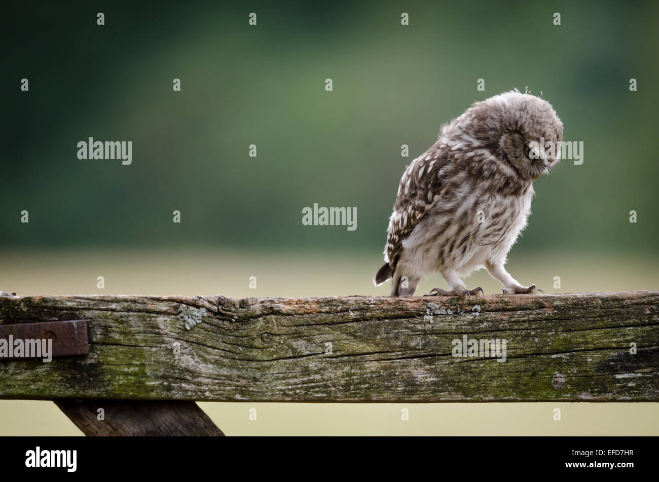 Inquisitive little bird hi-res stock photography and images - Alamy