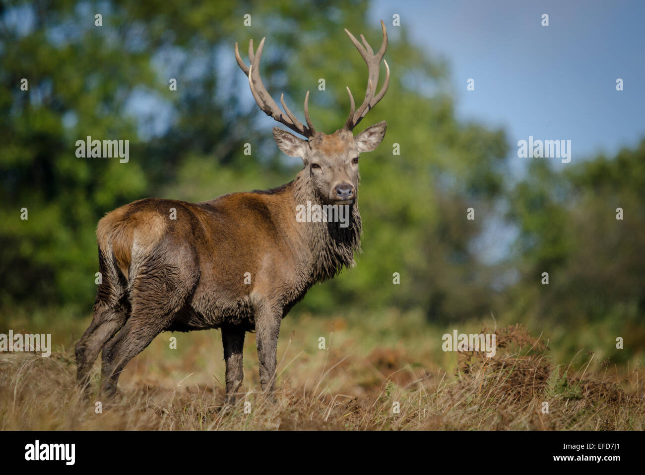 A British wild Red Deer Stag Stock Photo - Alamy