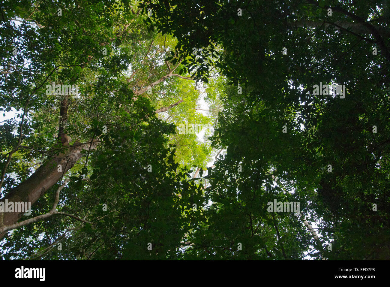 Tropical deciduous forest hi-res stock photography and images - Alamy