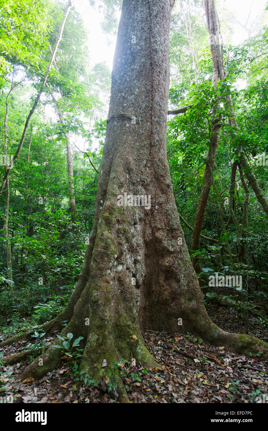 African Mahogany or White Mahogany (Khaya anthotheca) Budongo Forest ...