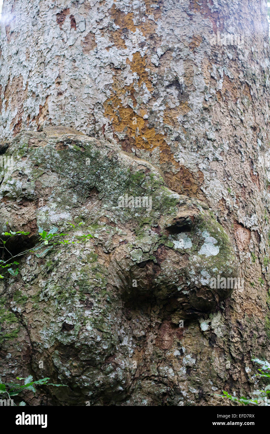 African mahogany tree hi-res stock photography and images - Alamy