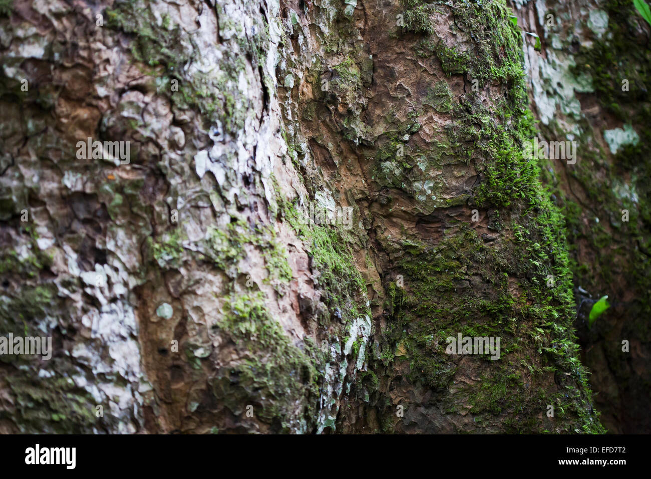 East African Mahogany or White Mahogany (Khaya anthotheca) Budongo ...