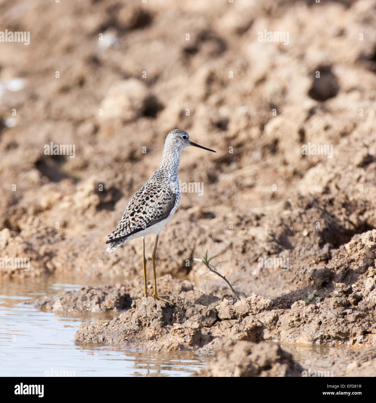 Marsh Sandpiper (Tringa stagnatilis).Wild bird in a natural habitat. A ...