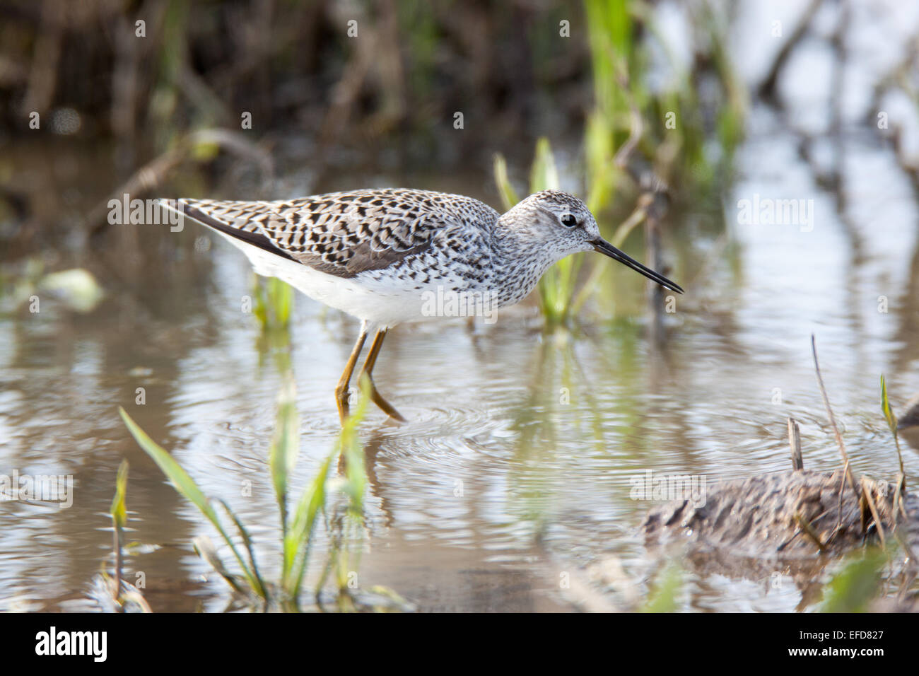 Marsh Sandpiper (Tringa stagnatilis).Wild bird in a natural habitat. A ...