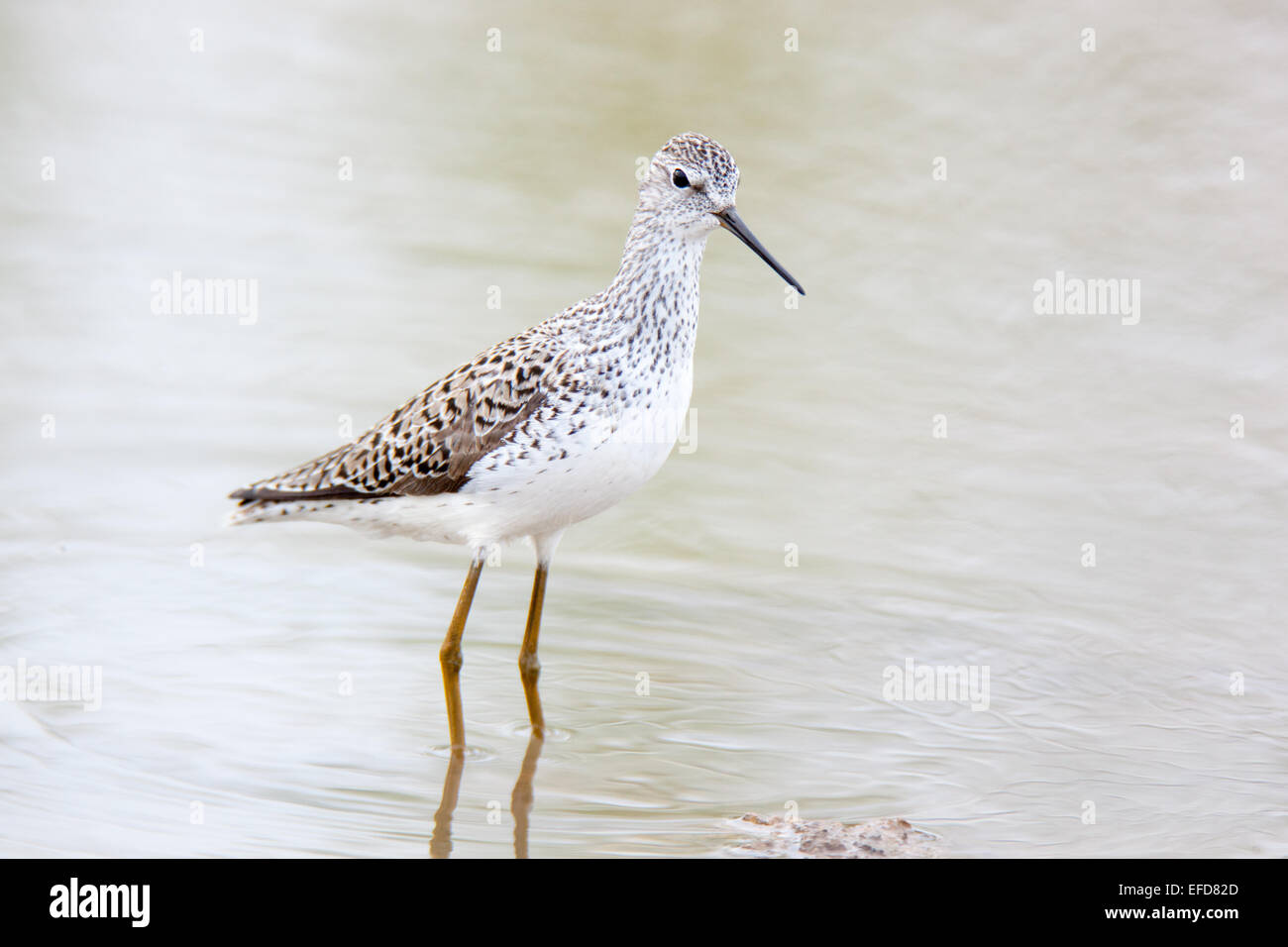 Marsh Sandpiper (Tringa stagnatilis).Wild bird in a natural habitat. A ...