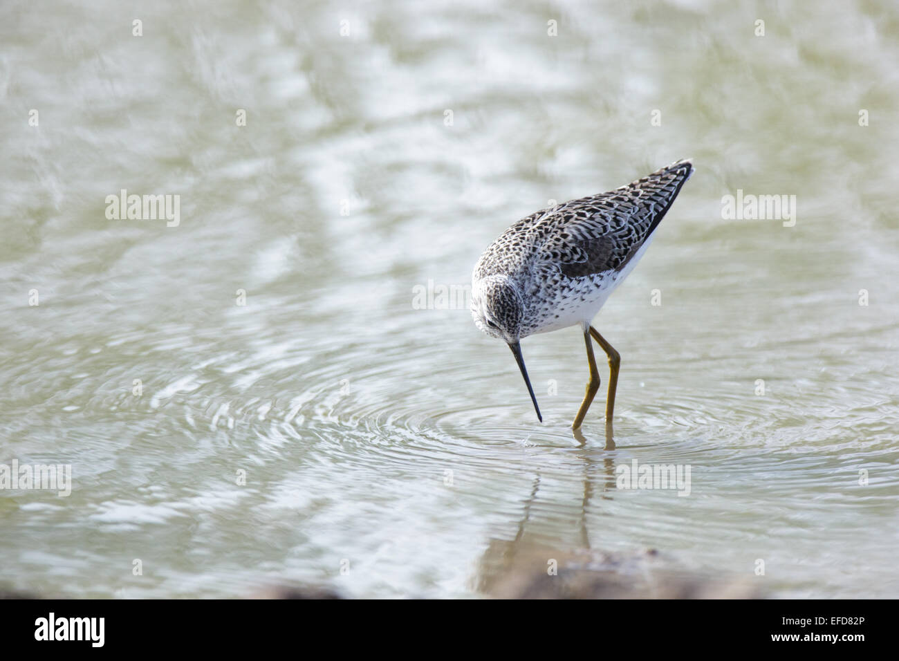 Marsh Sandpiper (Tringa stagnatilis).Wild bird in a natural habitat. A ...