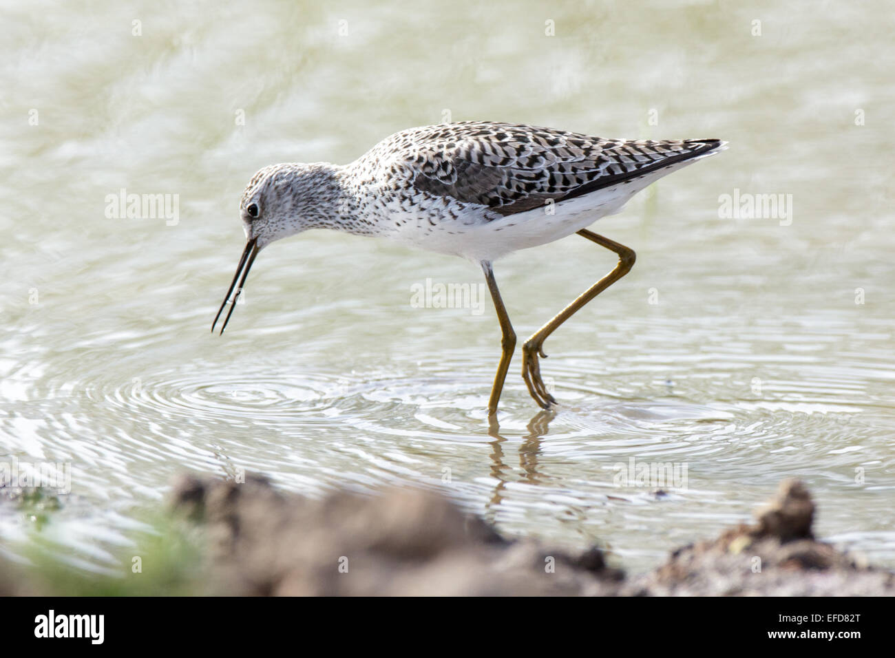 Marsh Sandpiper (Tringa stagnatilis).Wild bird in a natural habitat. A ...