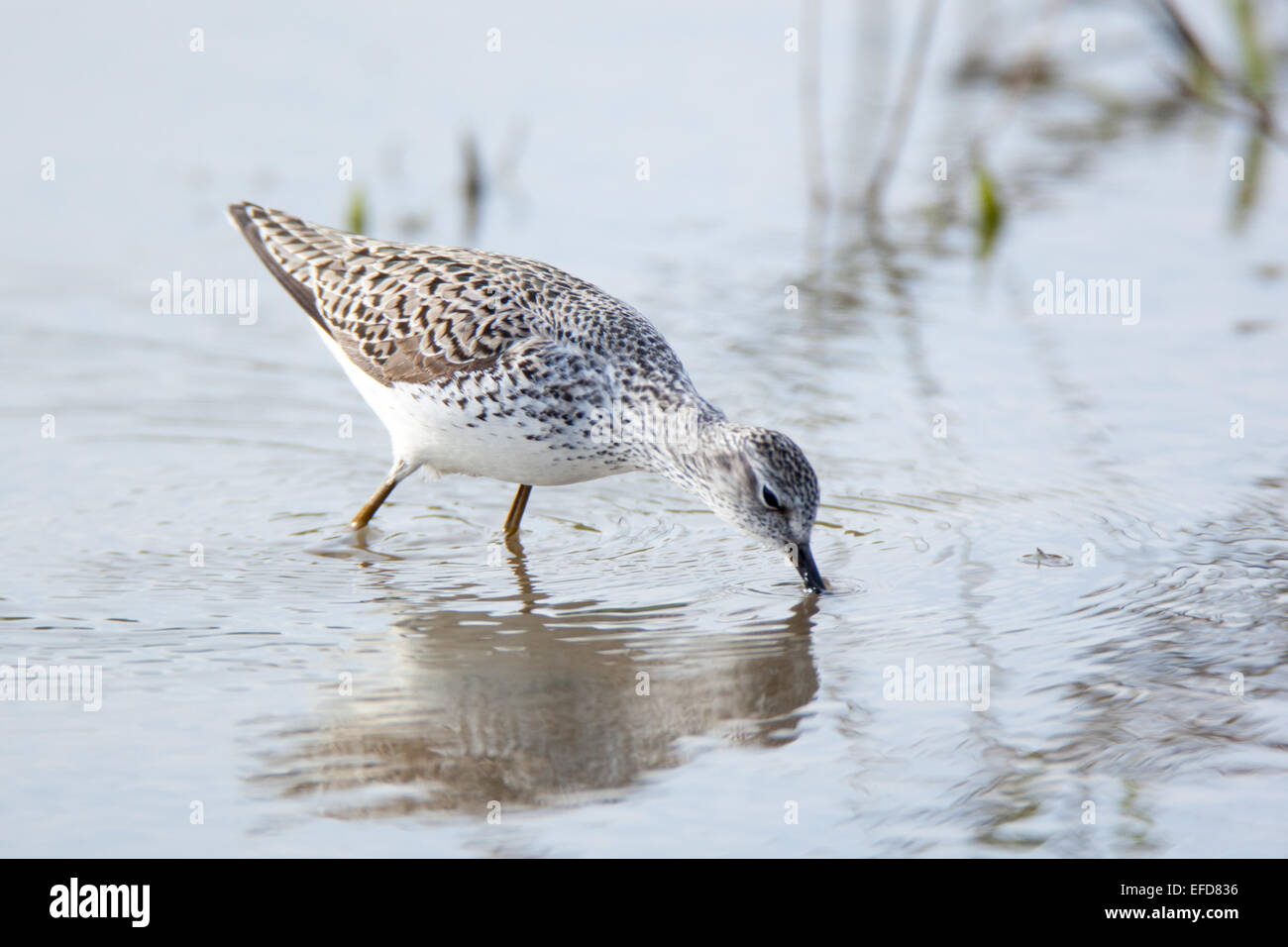 Marsh Sandpiper (Tringa stagnatilis).Wild bird in a natural habitat. A ...