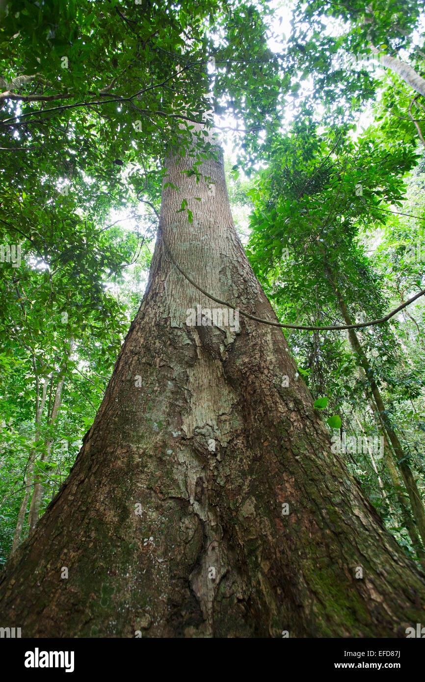 Mahogany tree africa hi-res stock photography and images - Alamy