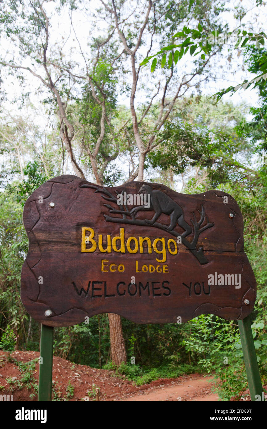Uganda, budongo forest reserve hi-res stock photography and images - Alamy