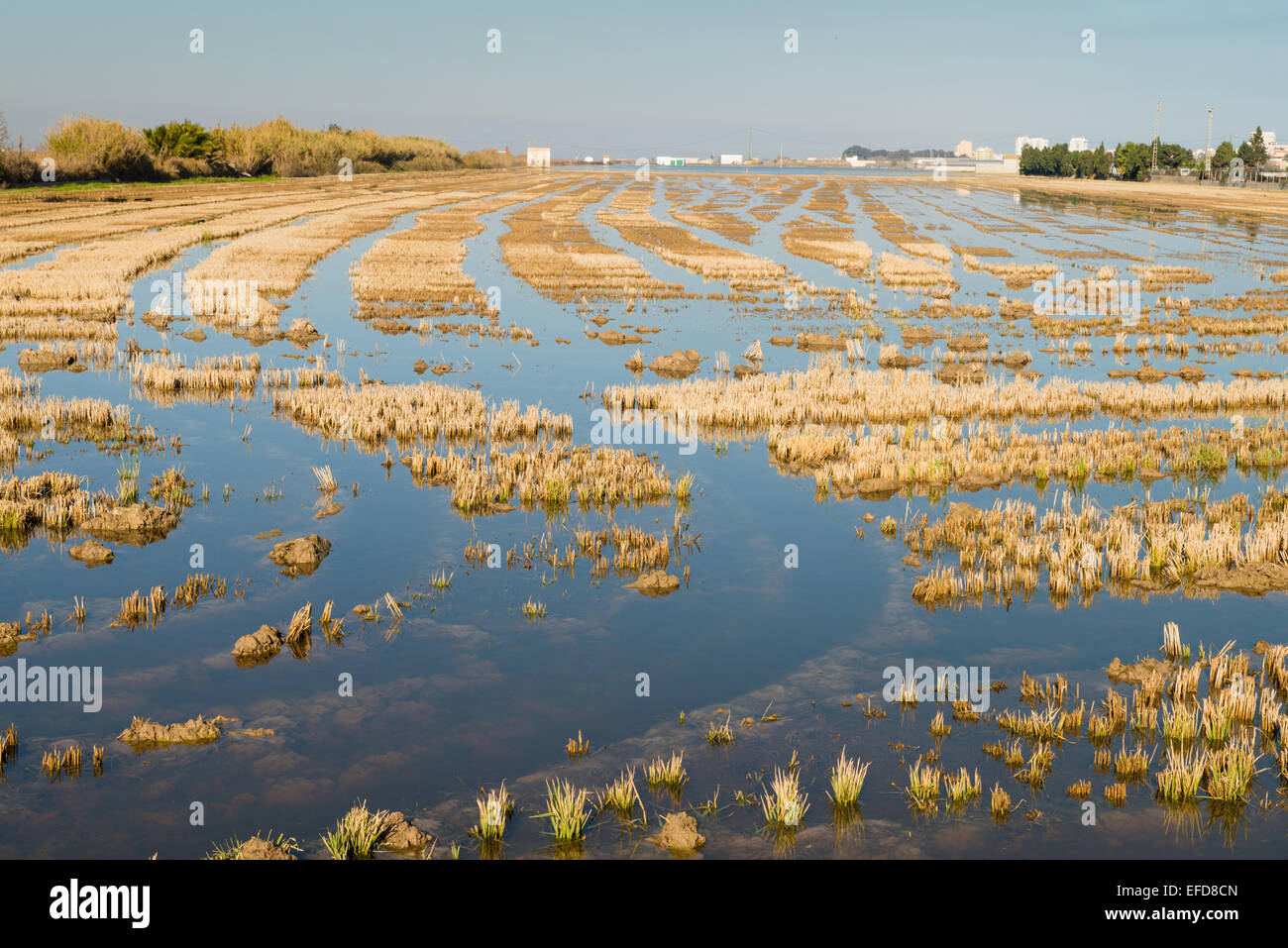 Rice paddy field europe hi-res stock photography and images - Alamy