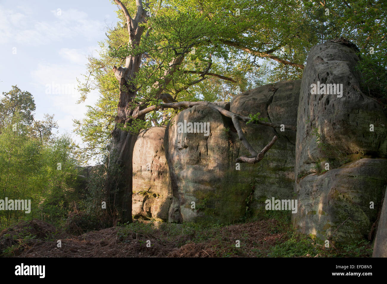TUNBRIDGE WELLS SANDSTONE with beech tree Eridge Rocks SSSI, Sussex ...